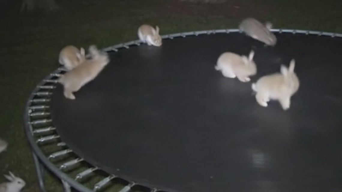 Viral “Bunnies on a Trampoline” Video Was AI — Here’s How It Fooled ...
