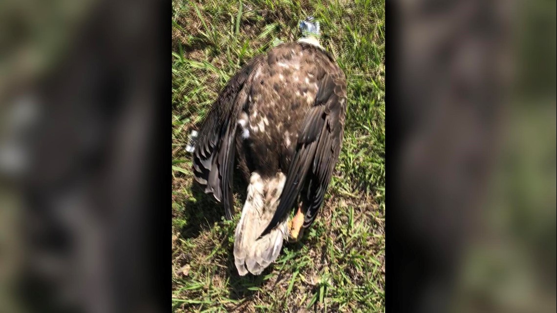 Bald eagle killed in La. as population slowly recovers | wwltv.com