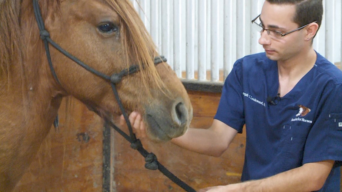 Deaf man has special ability as 'Horse Whisperer' | wwltv.com
