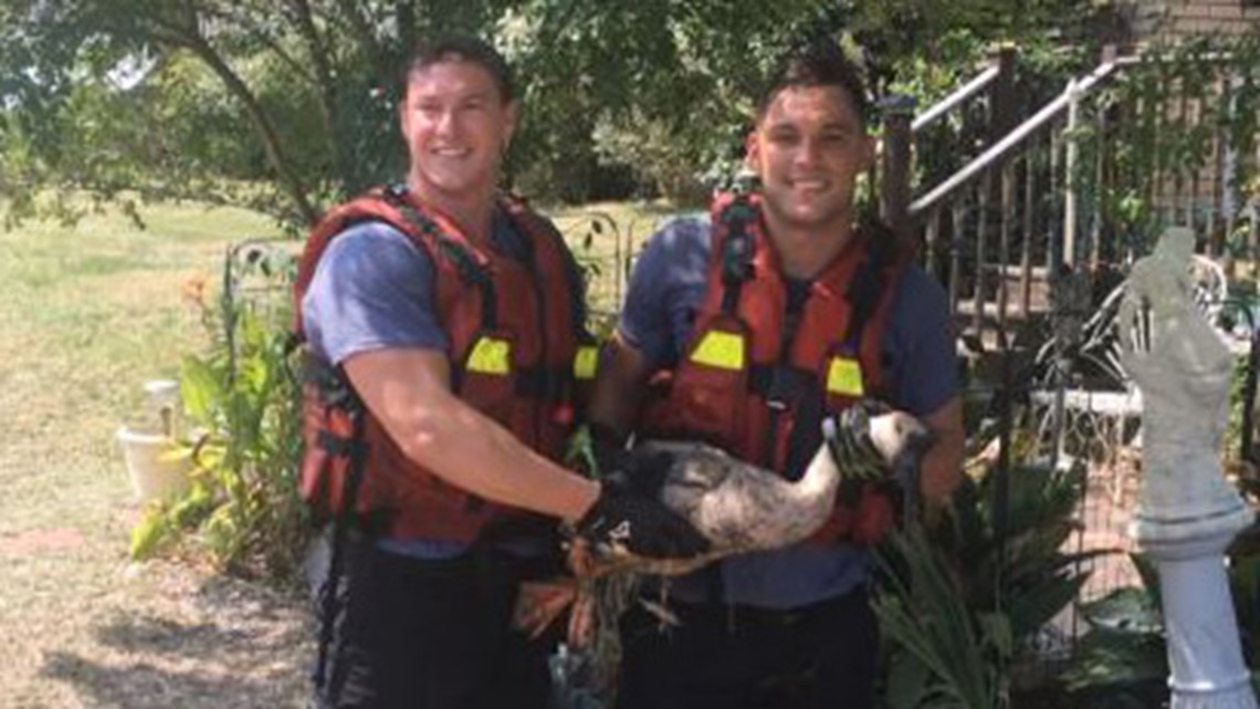 Firefighters go on wild goose chase -- no, really! | wwltv.com