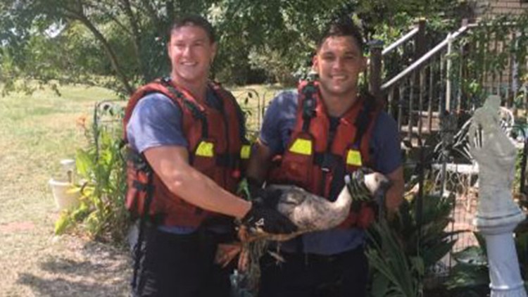 Firefighters go on wild goose chase -- no, really! | wwltv.com