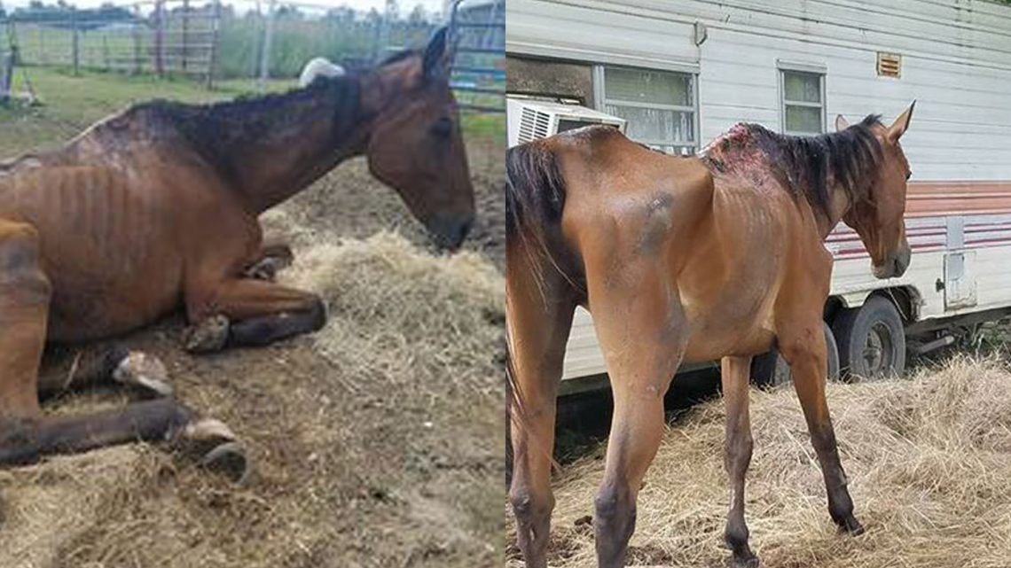 Champion racehorse died a terrible death in Louisiana. Were his abusers ...