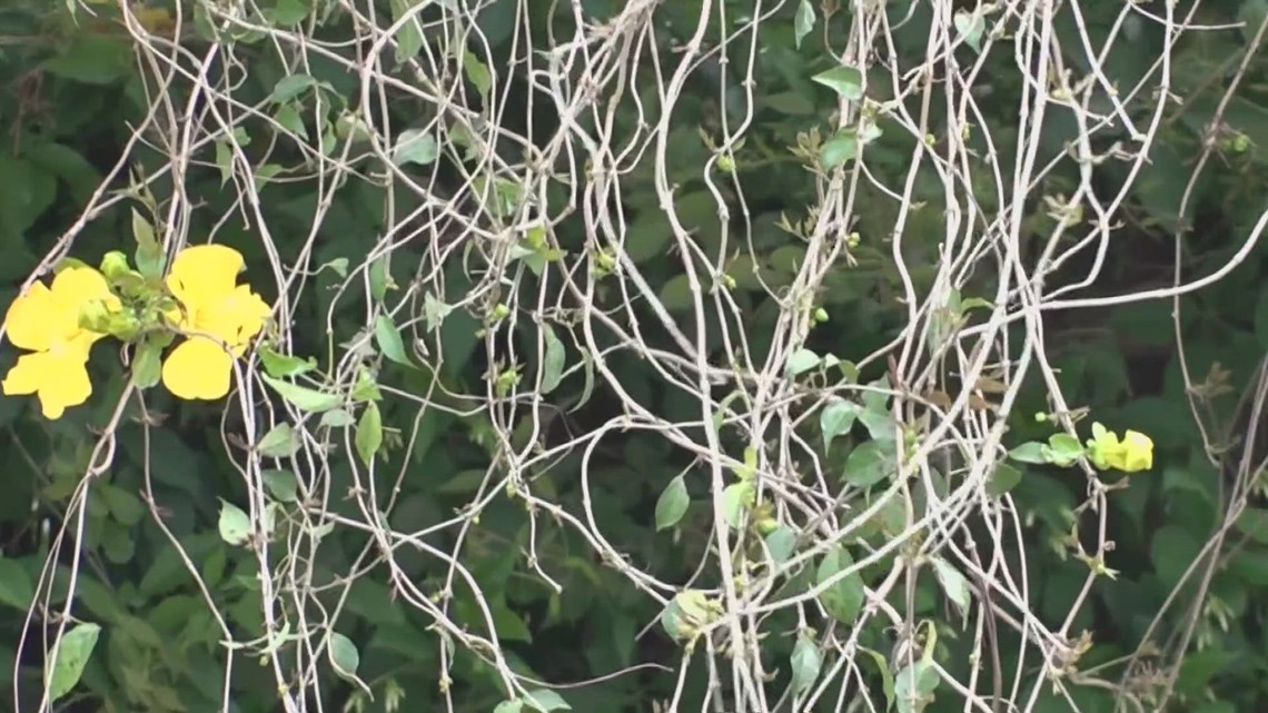 How to handle invasive vines | wwltv.com