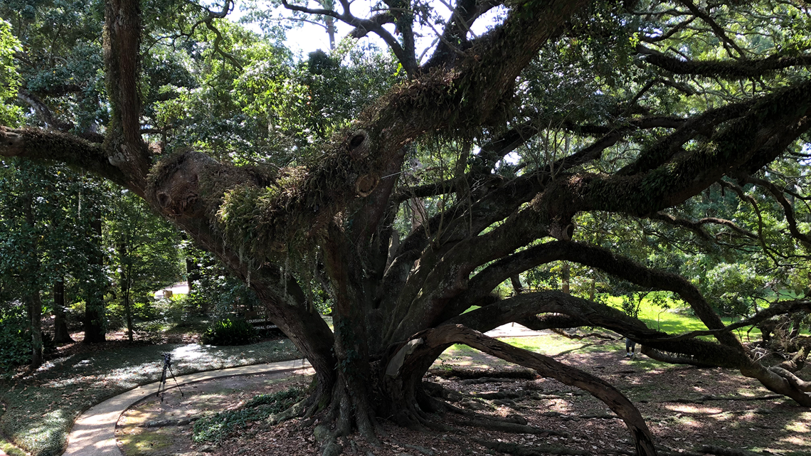 Access Code 70448: The Seven Sisters Oak Tree | wwltv.com