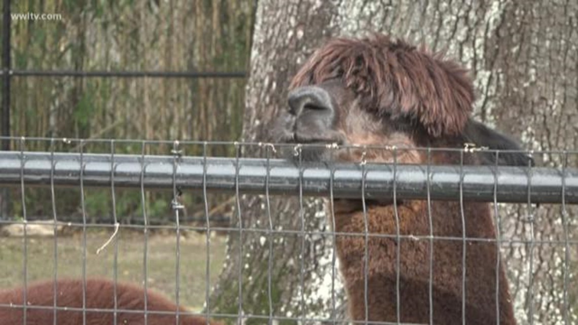 Alpaca exhibit re-opens five months after jaguar attack | wwltv.com