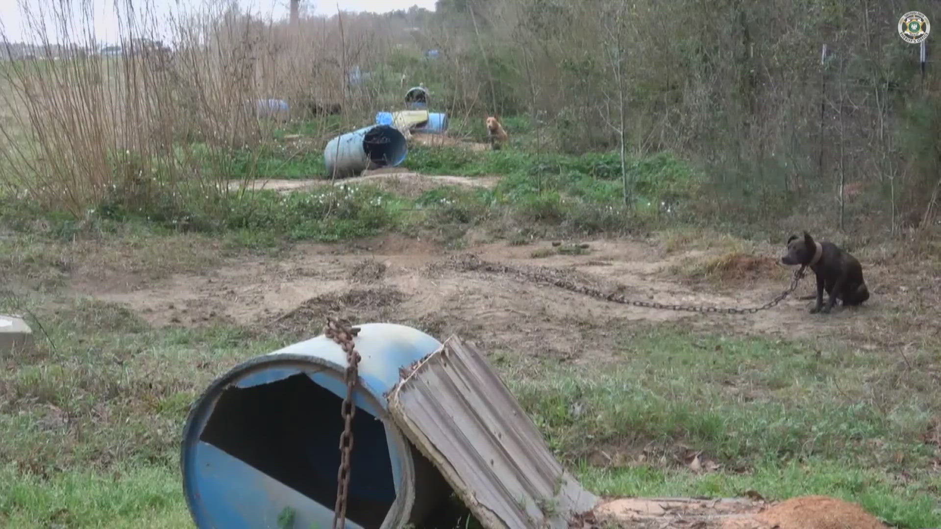 Warrants issued after dog-fighting ring bust in Tangipahoa Parish ...