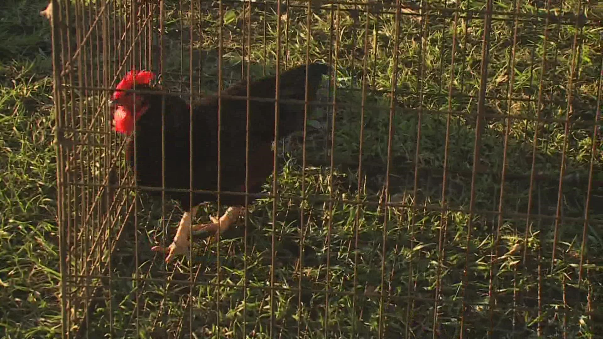 The Madisonville Rooster, Reveille | wwltv.com