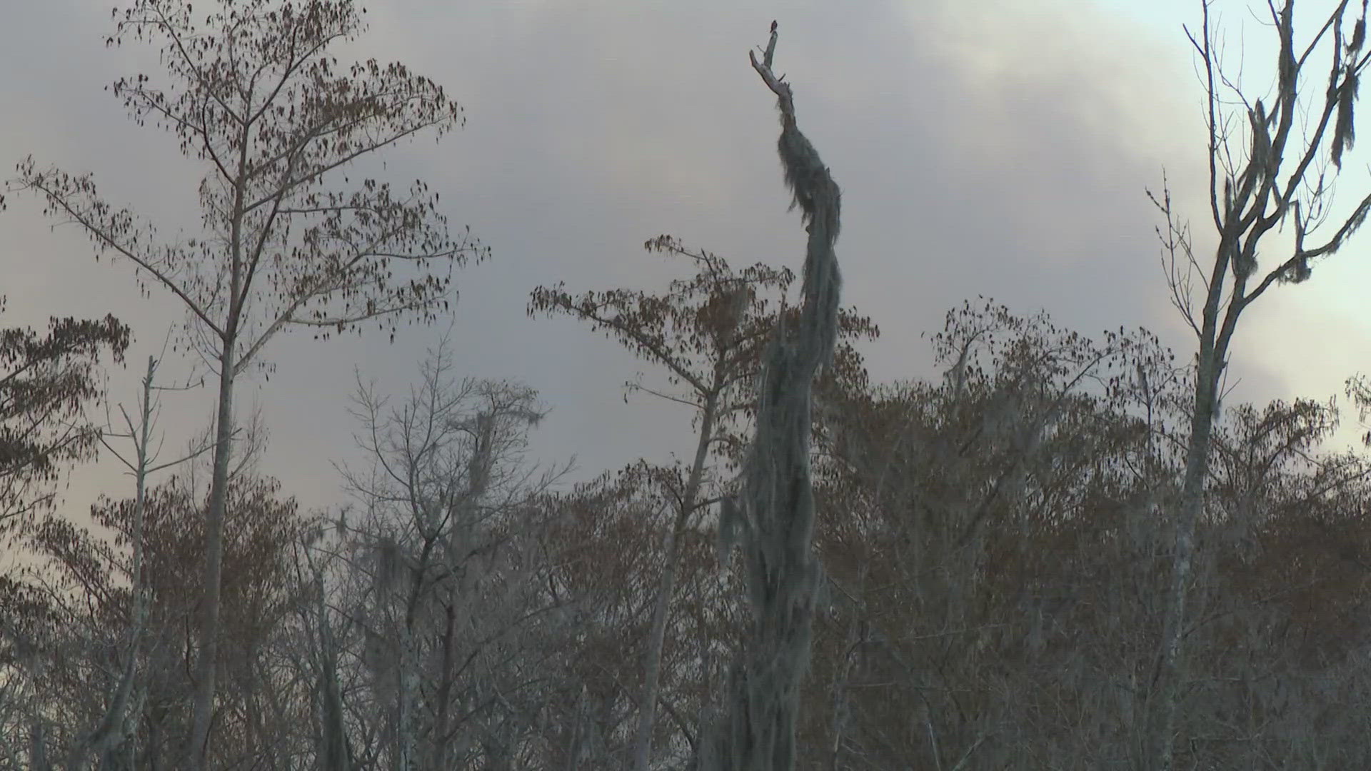 Super Fog possible Friday morning in New Orleans | wwltv.com