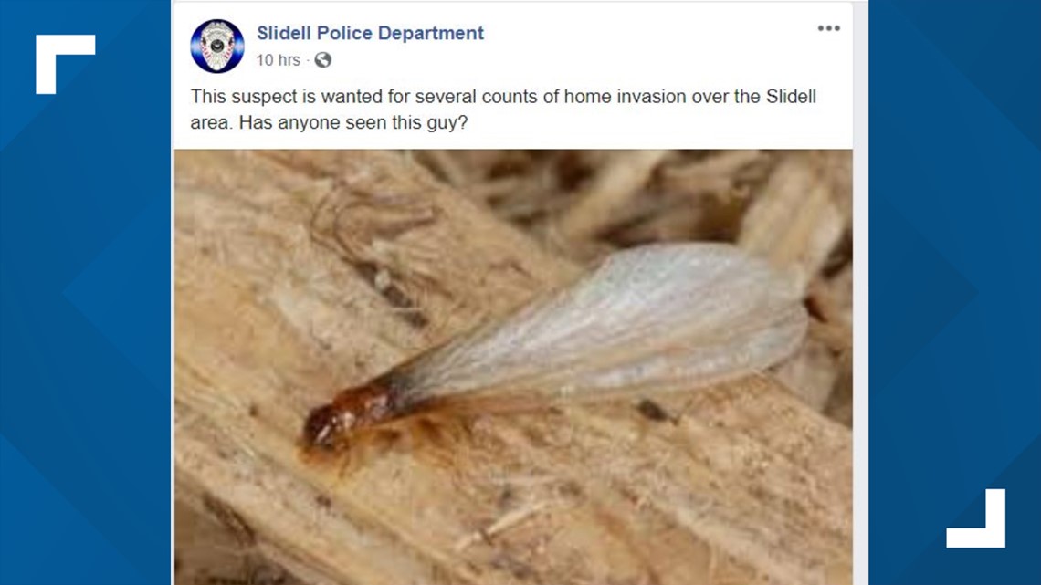 'Has anyone seen this guy?' Termites wanted for home invasion, Slidell ...