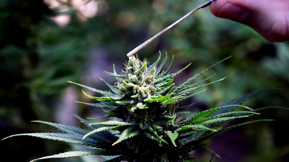 Louisiana readying the rules for industrial hemp farming | wwltv.com