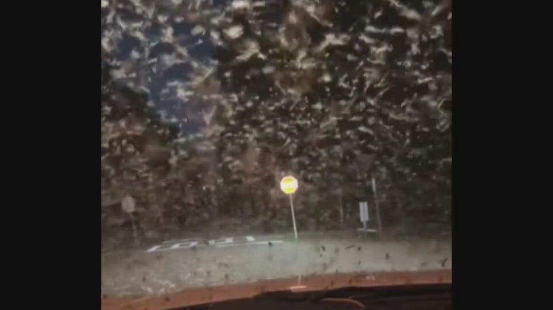 Video: Termite swarm caught on video by St. Tammany deputy | wwltv.com