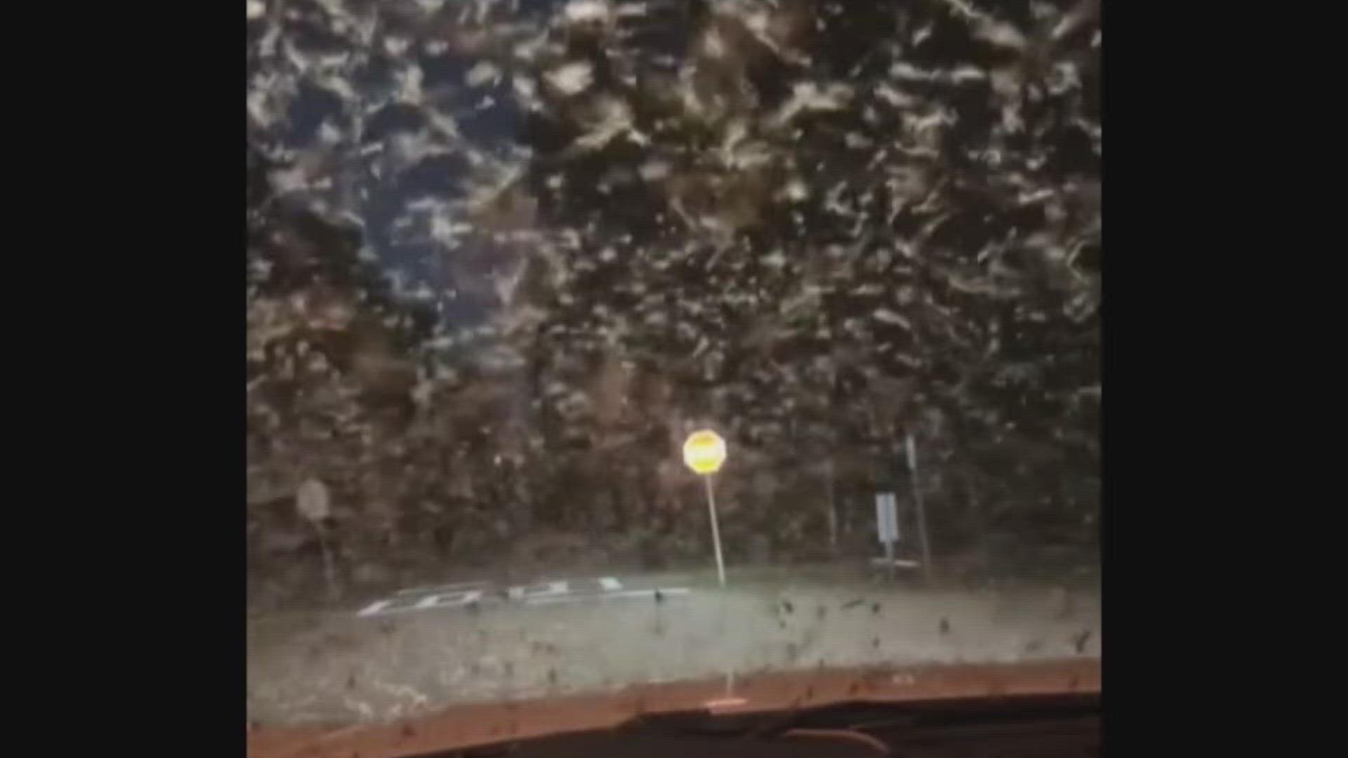 Video: Termite swarm caught on video by St. Tammany deputy | wwltv.com