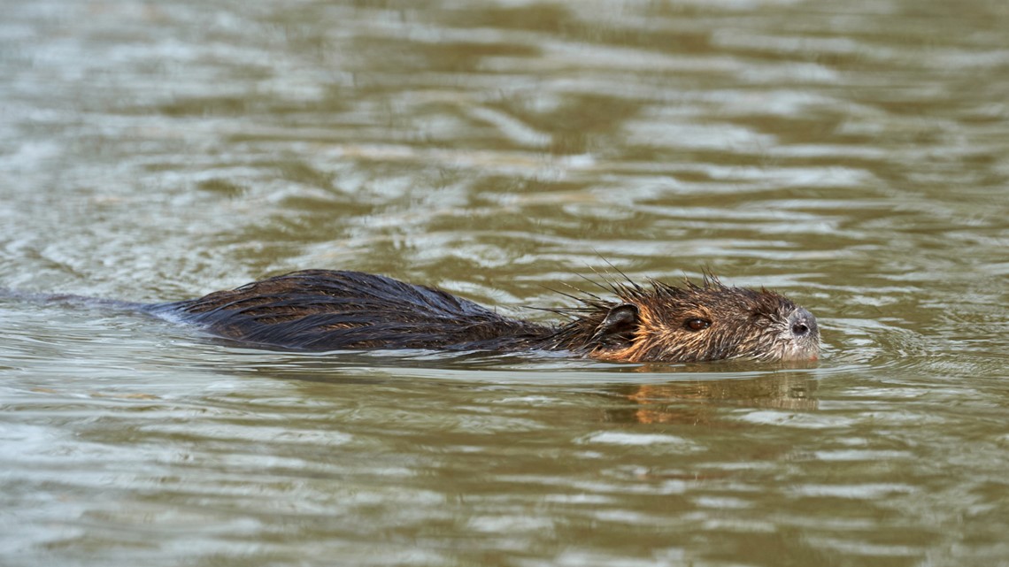 Louisiana hopes for bigger nutria catch | wwltv.com