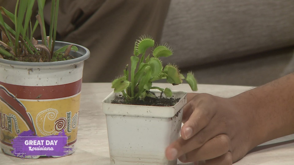 Learning About Carnivorous Plants | wwltv.com