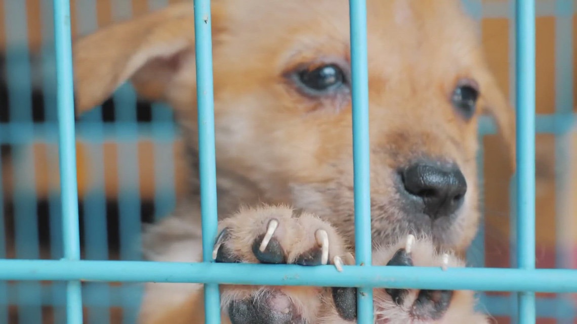 St. Tammany Animal Shelter issues ‘Mayday’ as dog overcrowding hits ...