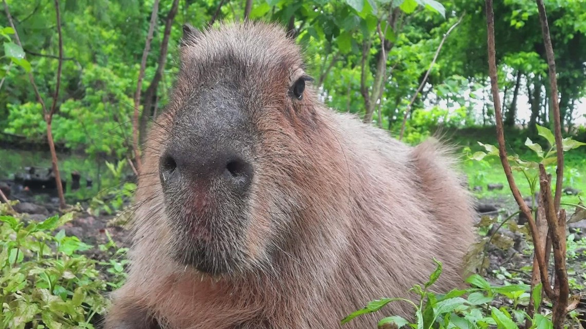Audubon Zoo announces passing of beloved capybara, Brain | wwltv.com