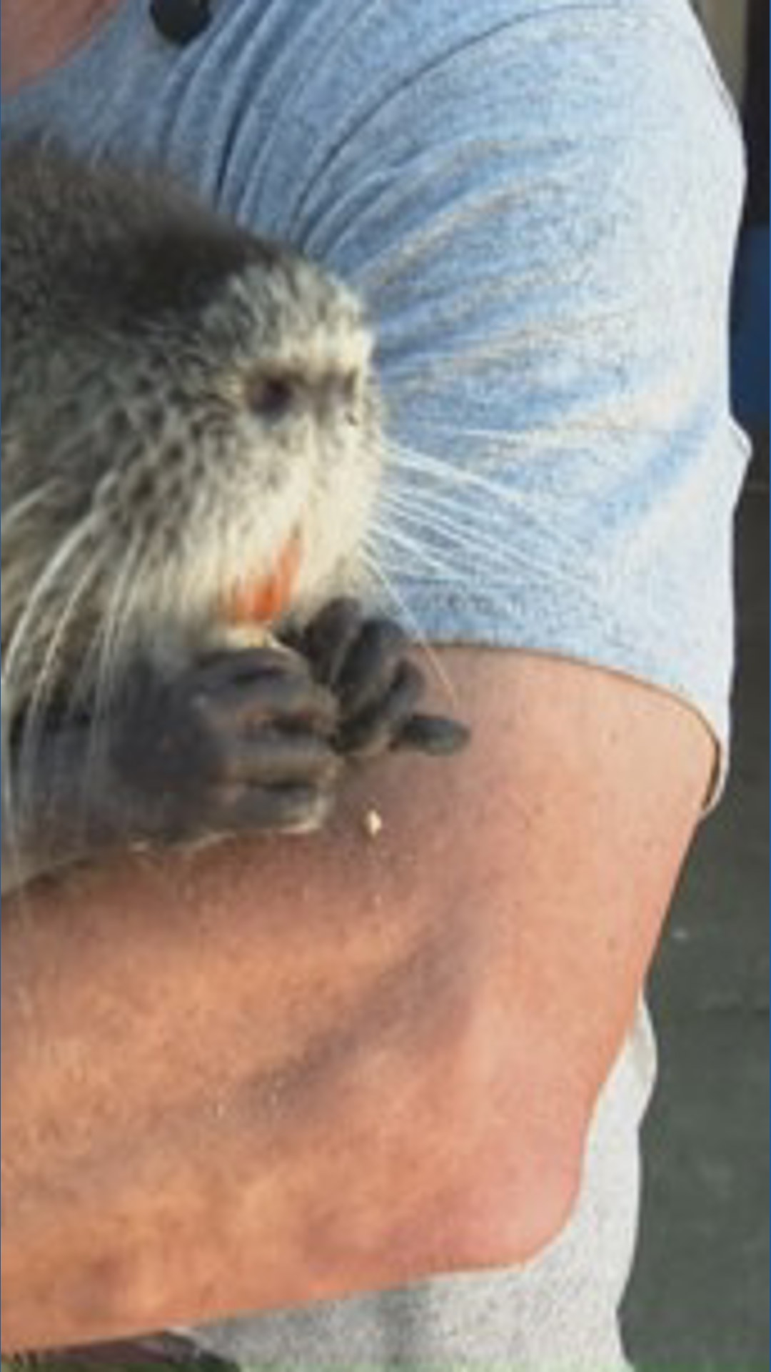 Neuty the nutria dies after brief cancer battle | wwltv.com