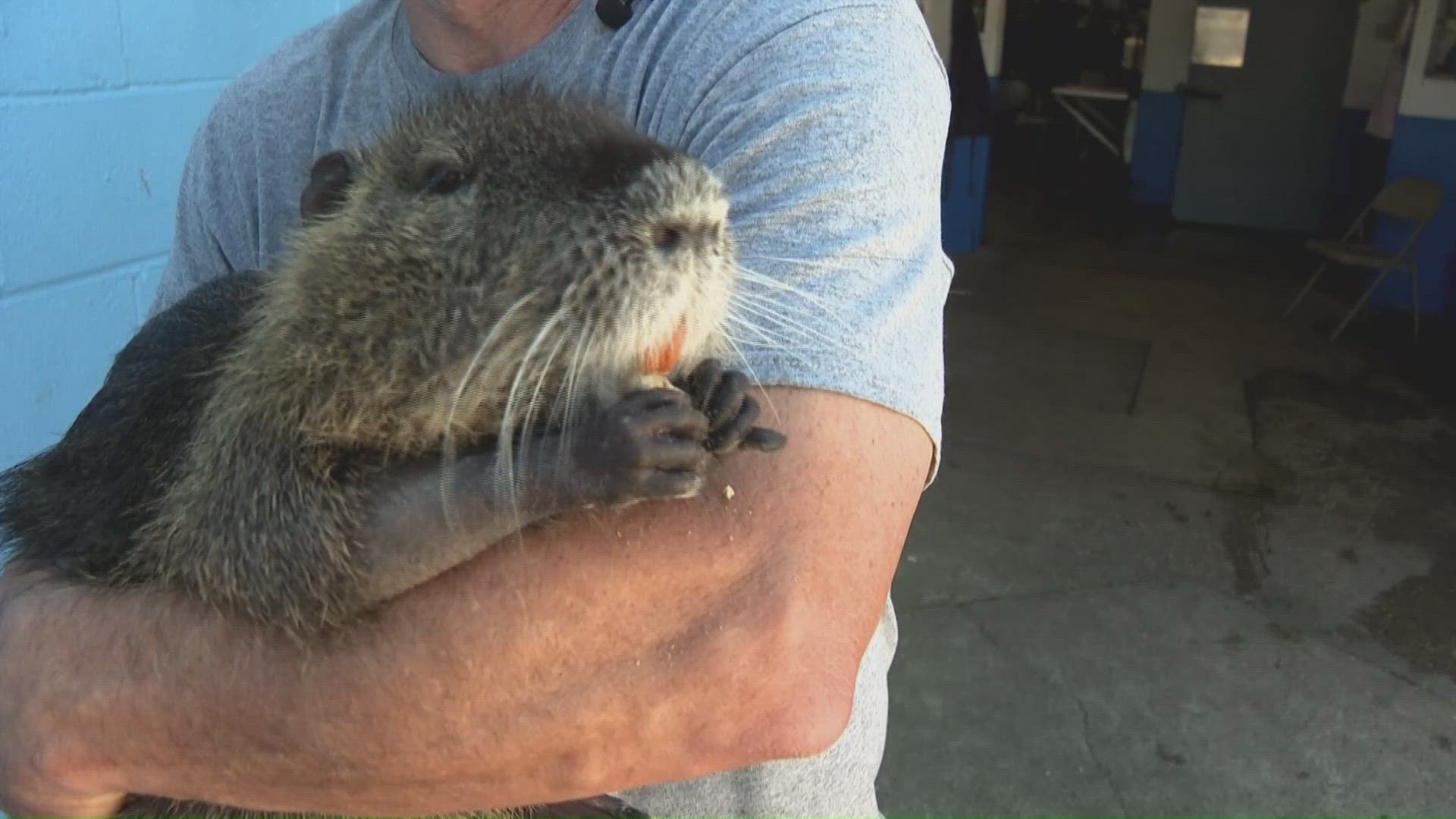 Neuty the nutria dies after brief cancer battle | wwltv.com