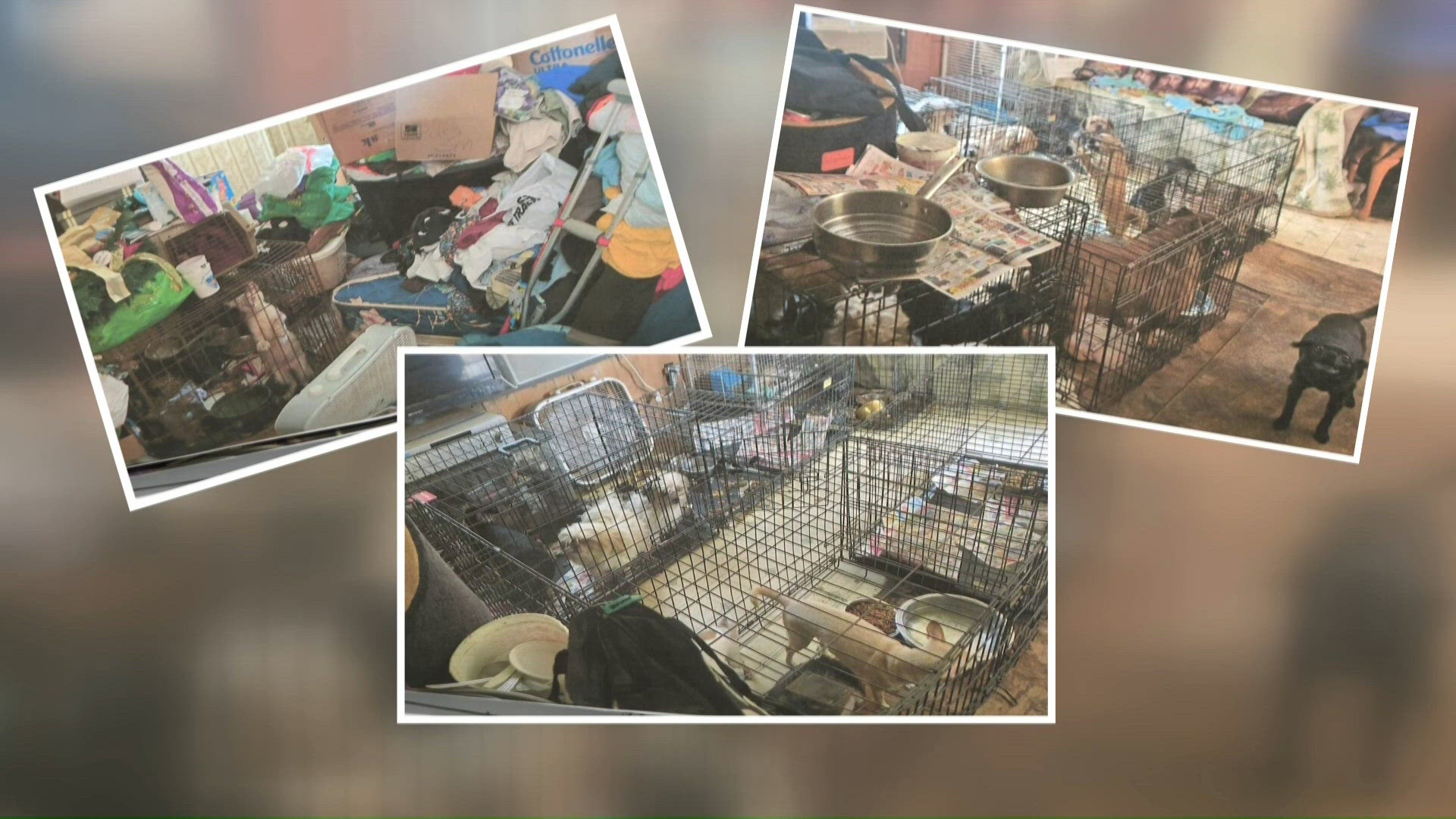 St. Bernard neighbors divided over animal neglect case | wwltv.com