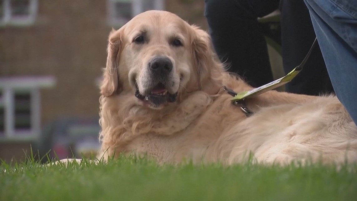 "Dog Father" retires after fathering 323 pups | wwltv.com