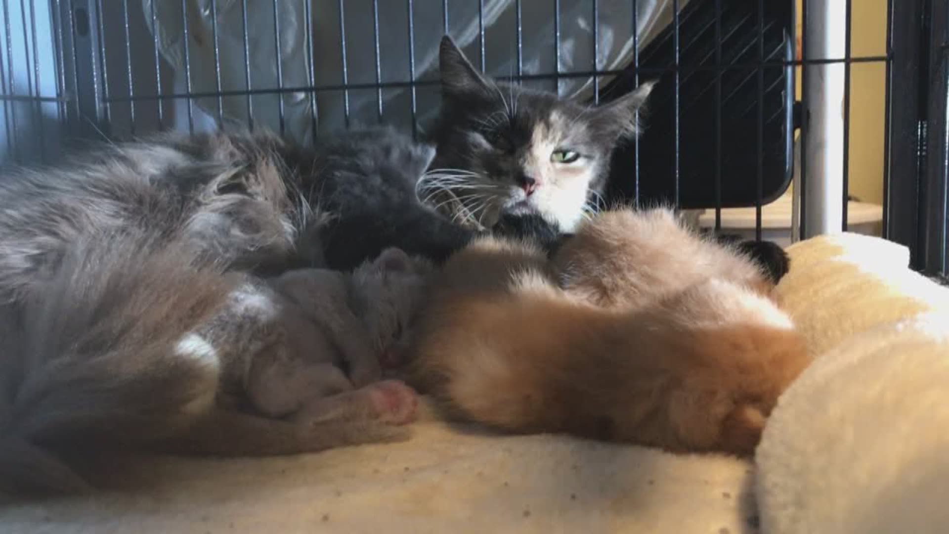 Folsom animal foundation still helping flood animals | wwltv.com