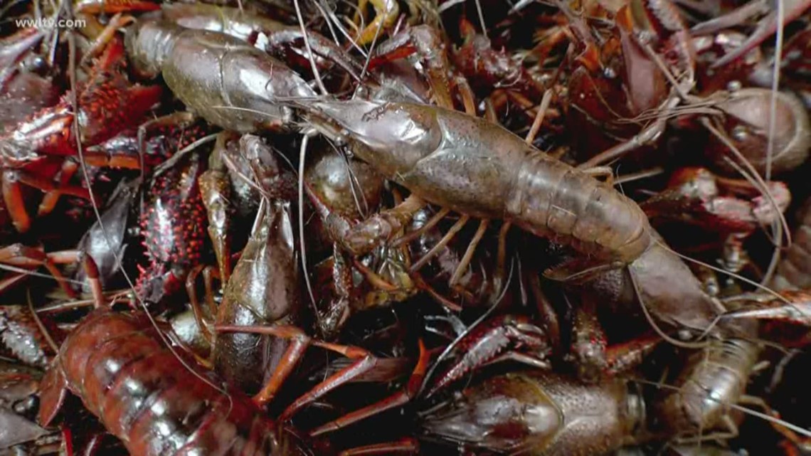 Louisiana crawfish season off to strongest start in years | wwltv.com