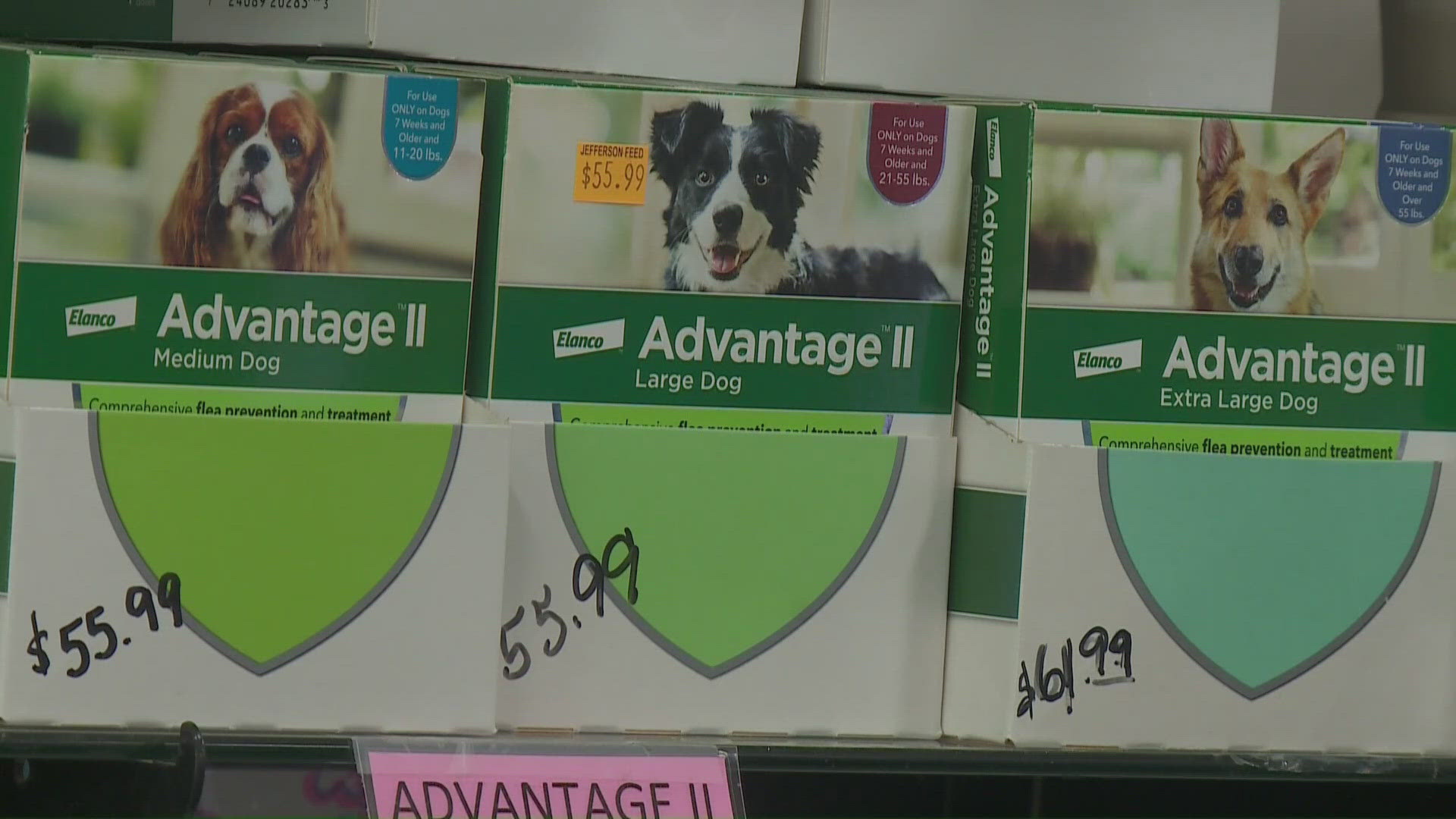 'Driving me crazy': Family fights flea infestation amid rise in Flea ...