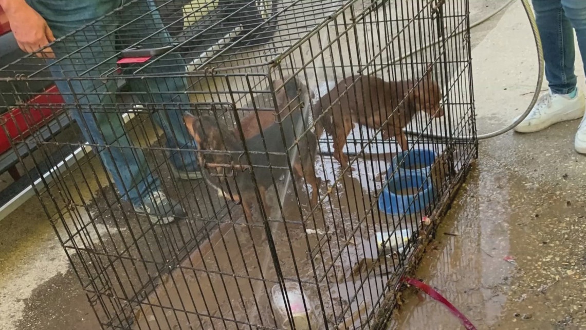 Dogs found locked in crates for days in New Orleans East spark outcry ...