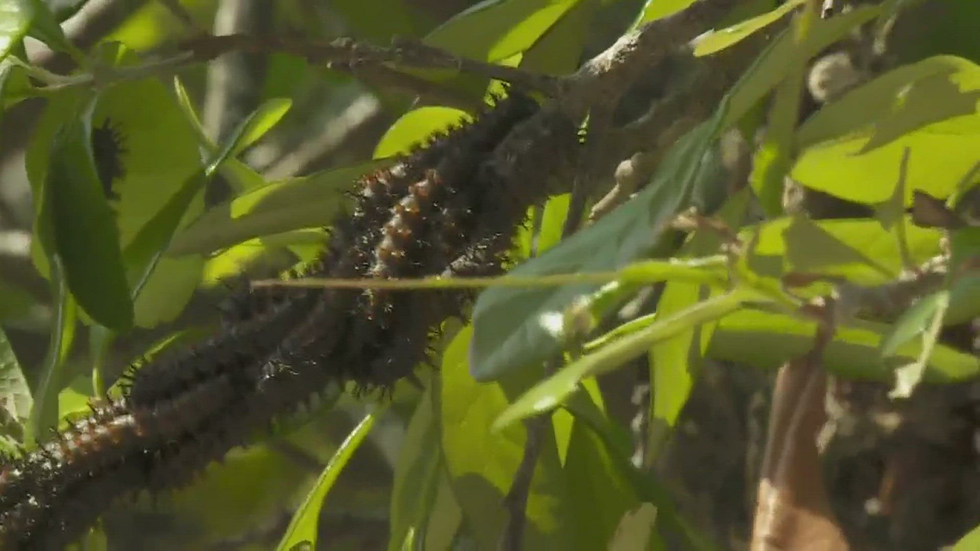 It's the annual return of the buck moth caterpillar | wwltv.com