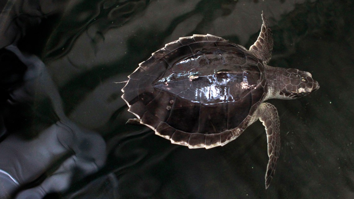 Plan to save sea turtles from shrimp boats scaled way back | wwltv.com