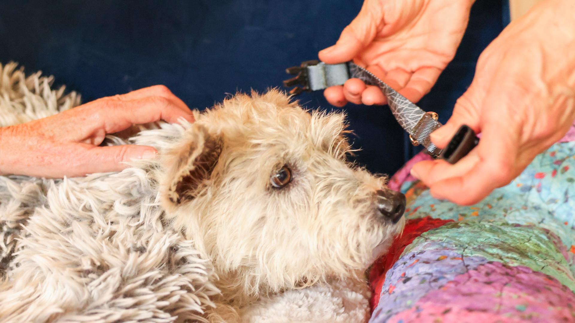 Scrim the Escape Artist Dog Honored by Mardi Gras Krewes | wwltv.com