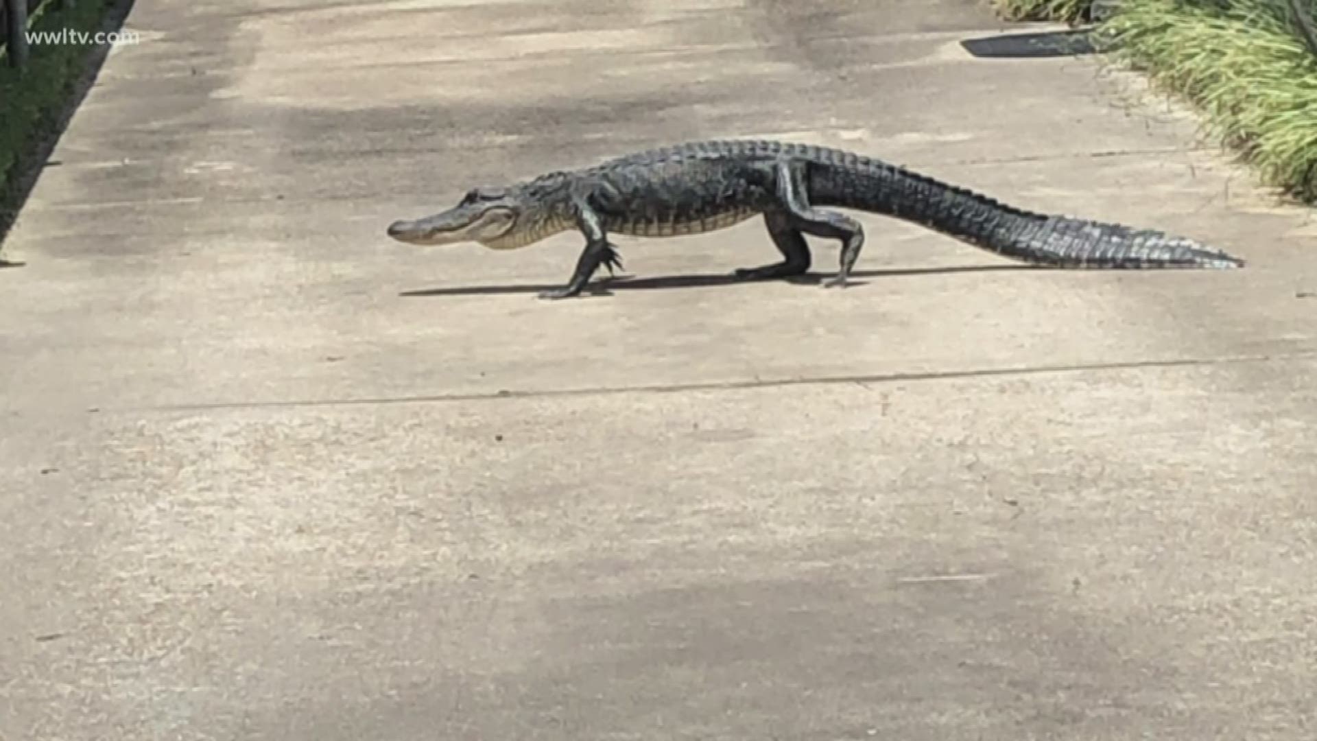 Video: Gator wrangled from Kenner home, but doesn't go easily | wwltv.com