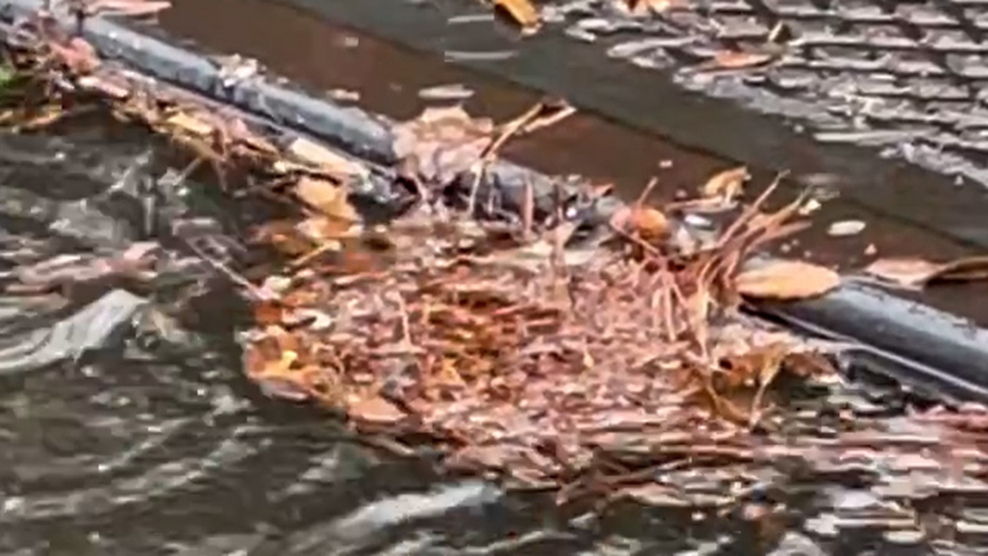 Clogged catch basin | Uptown New Orleans | wwltv.com