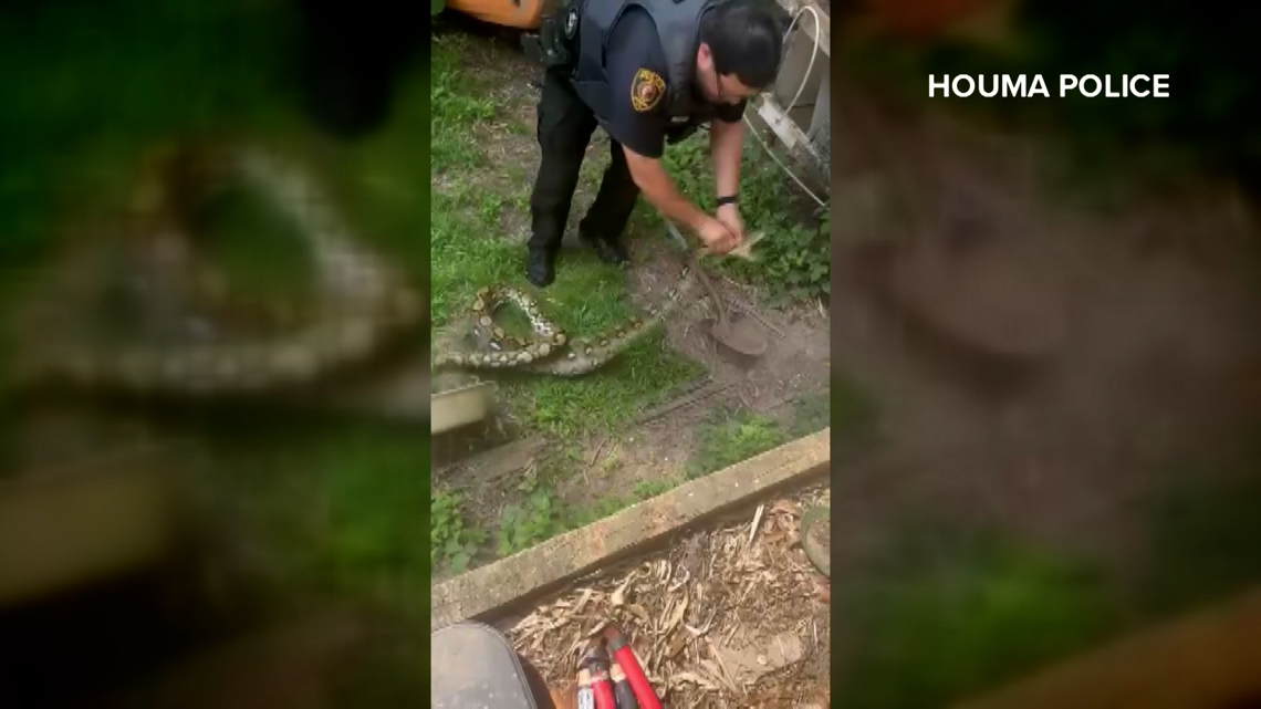 Video: Giant python captured in Houma man's backyard | wwltv.com
