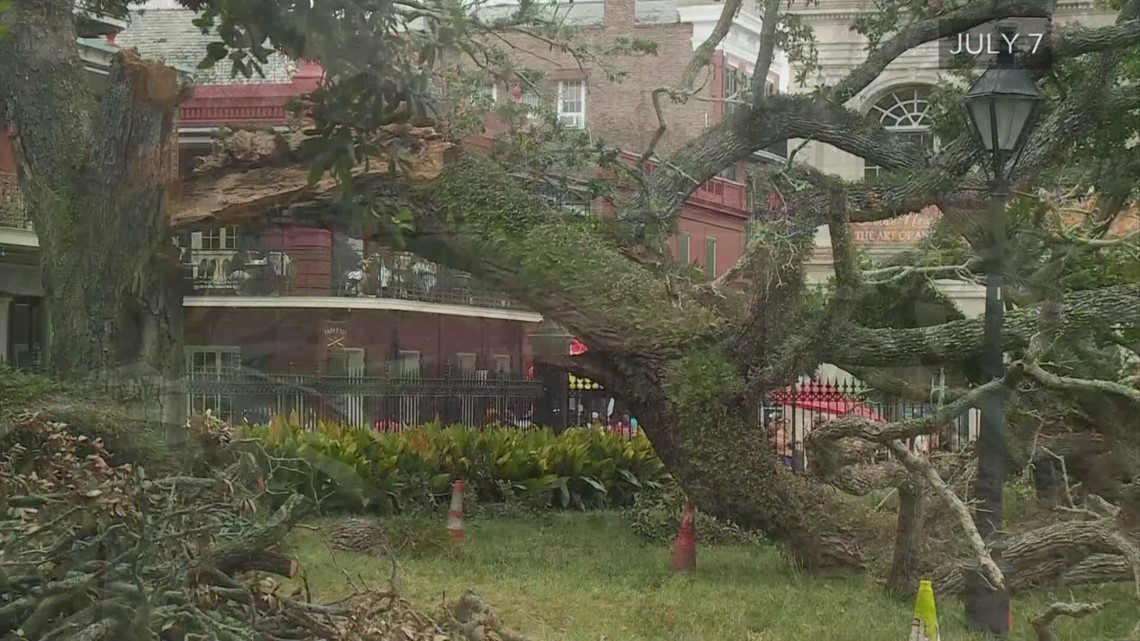 Family of teen seriously injured by falling tree branch in Jackson Square files lawsuit | wwltv.com