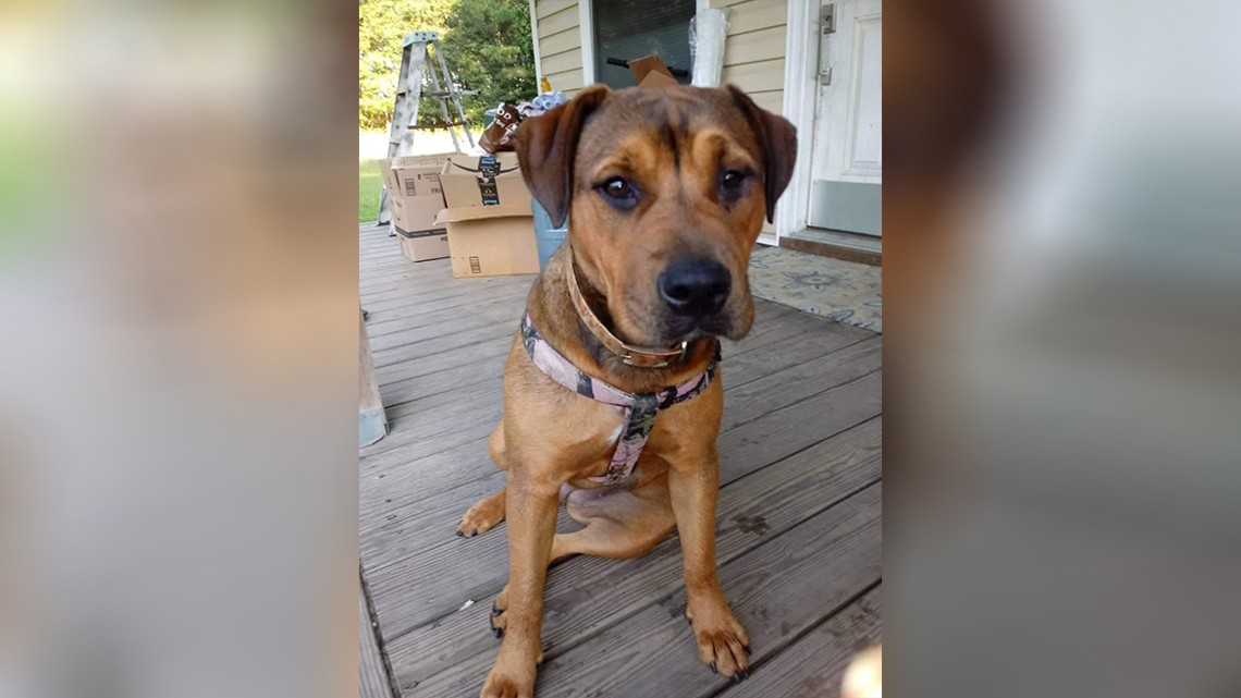 Family needs help finding dog who went missing after Northshore crash ...