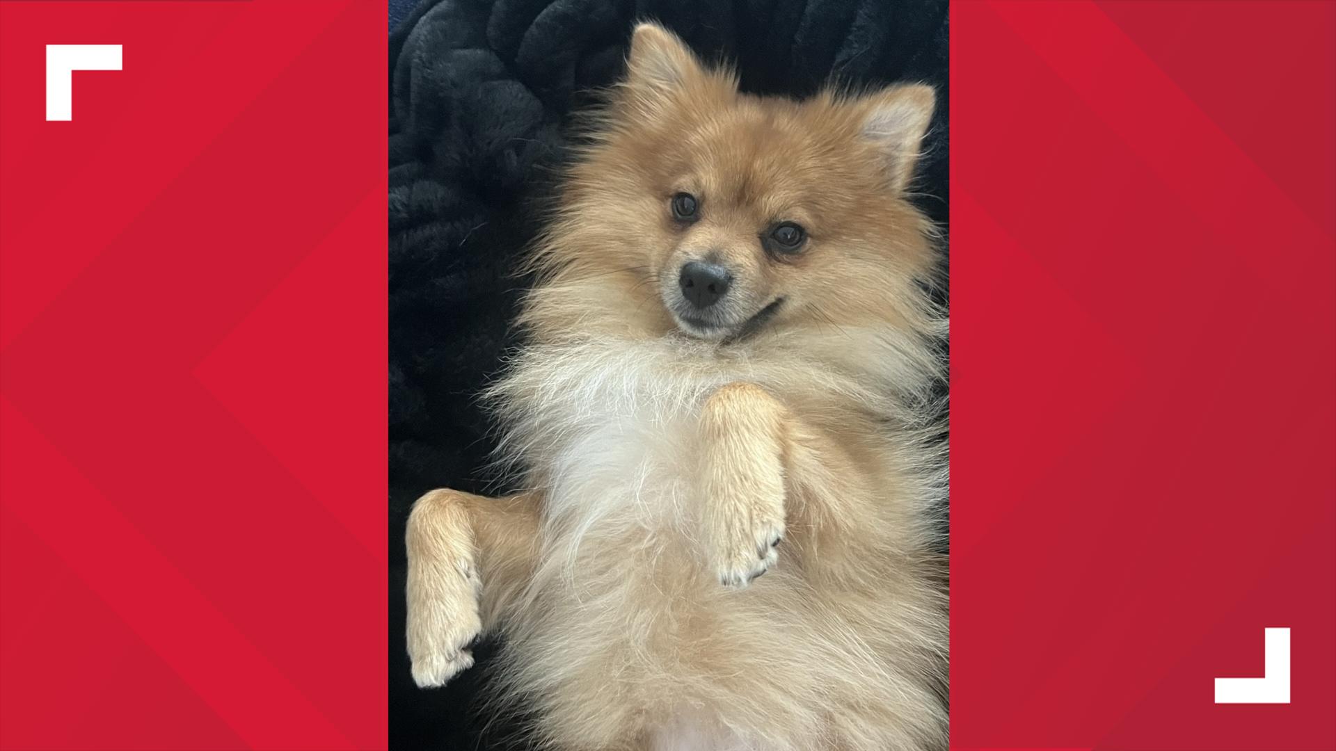 Have you seen this dog? Move over Scrim, missing Pomeranian last seen ...
