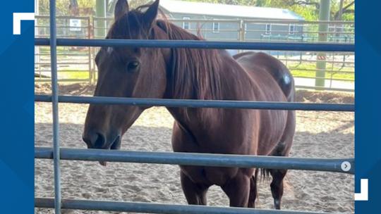 Houma police investigate a triple shooting at a popular bar | wwltv.com