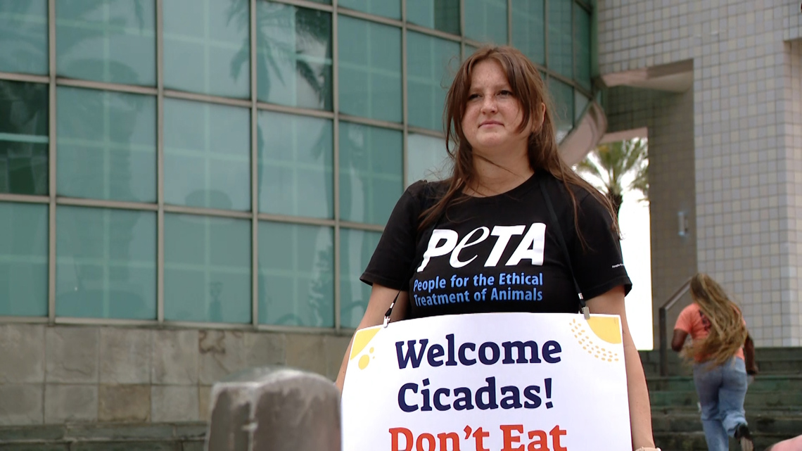 PETA protests use of cicadas as dining option on café menu | wwltv.com