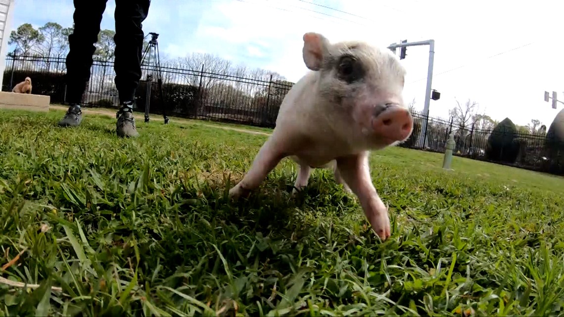 Rescued piglet finds a new home | wwltv.com