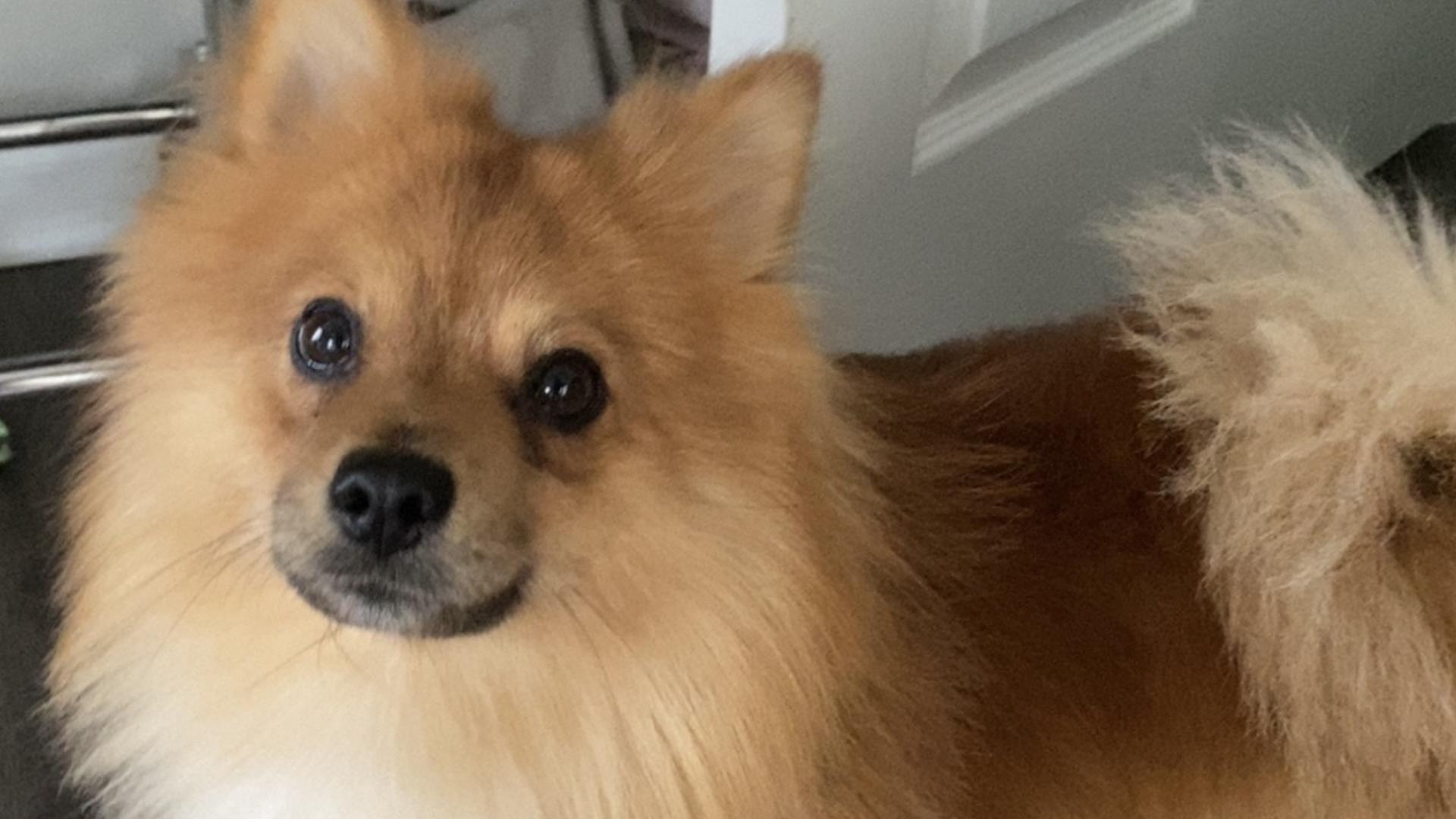 Have you seen this dog? Move over Scrim, missing Pomeranian last seen ...