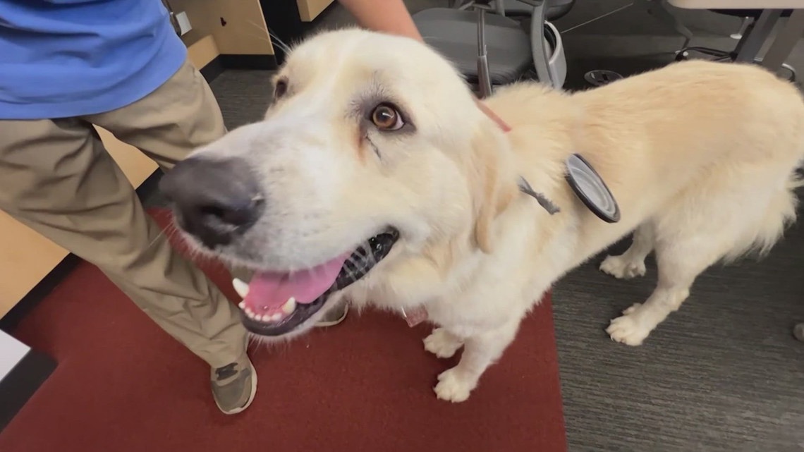 Researchers study the language of dogs | wwltv.com