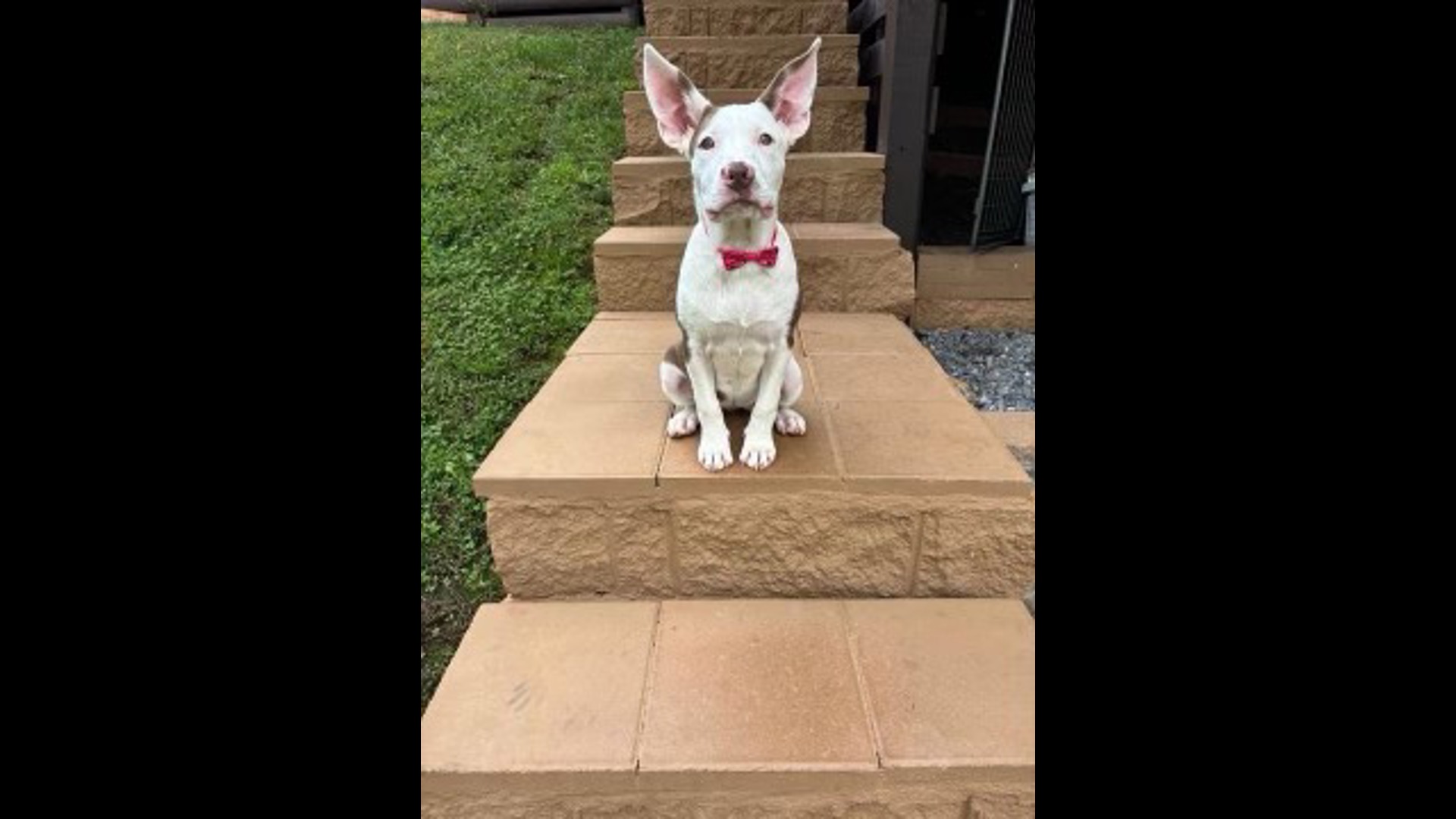 North Carolina shelter animals arrive in Louisiana | wwltv.com