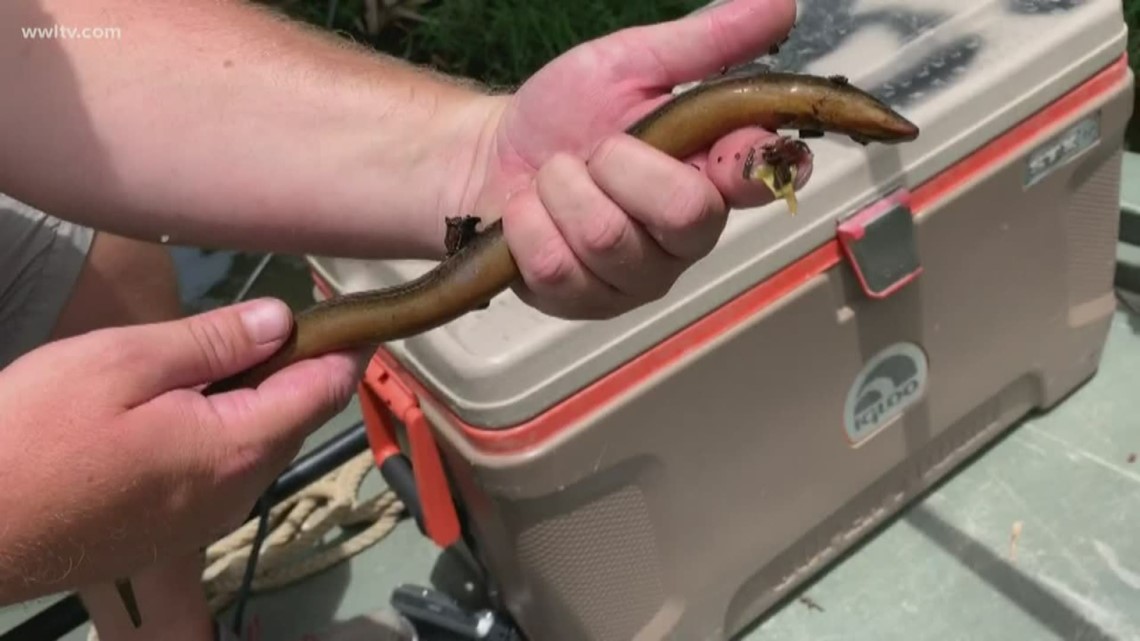 Invasive Asian swamp eel found in Bayou St. John | wwltv.com