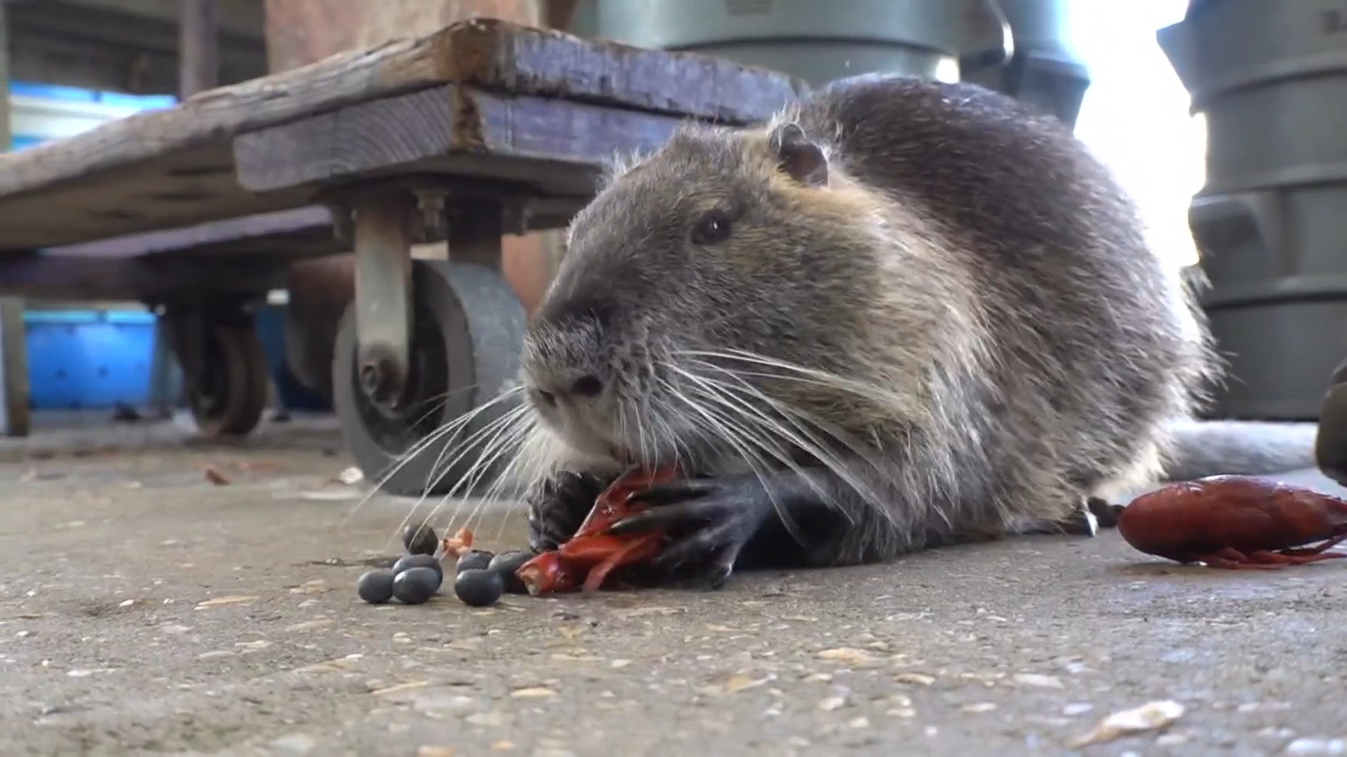 Neuty the nutria dies after cancer battle | wwltv.com