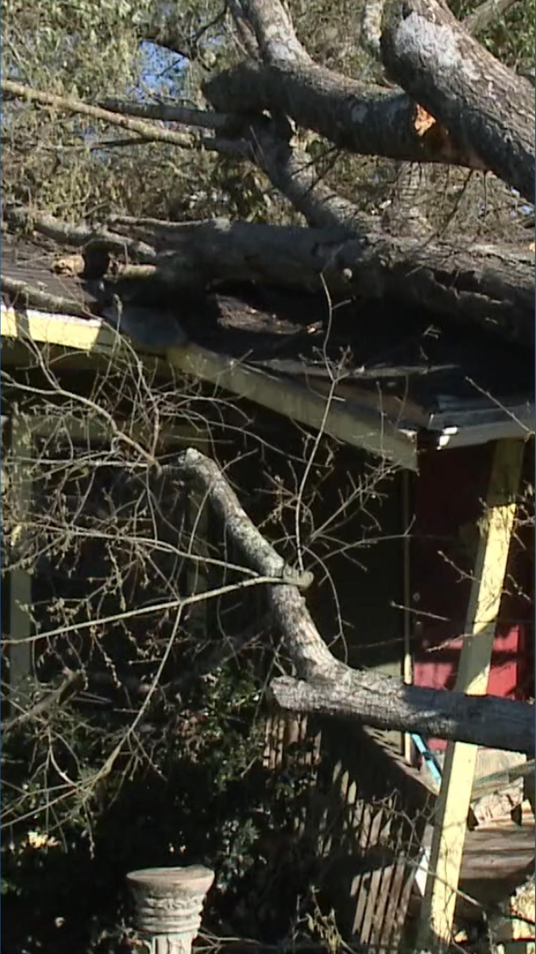 Northshore woman begins road to recovery after tree tears through home ...