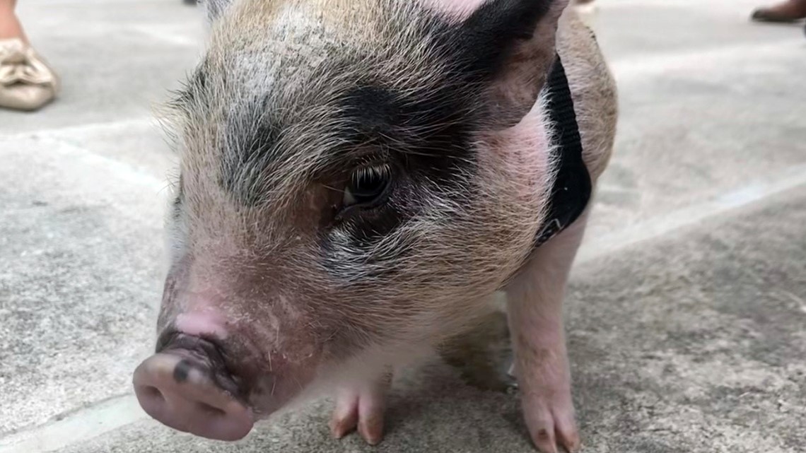 Baby pig that was tossed like a football is adopted and pardoned at ...