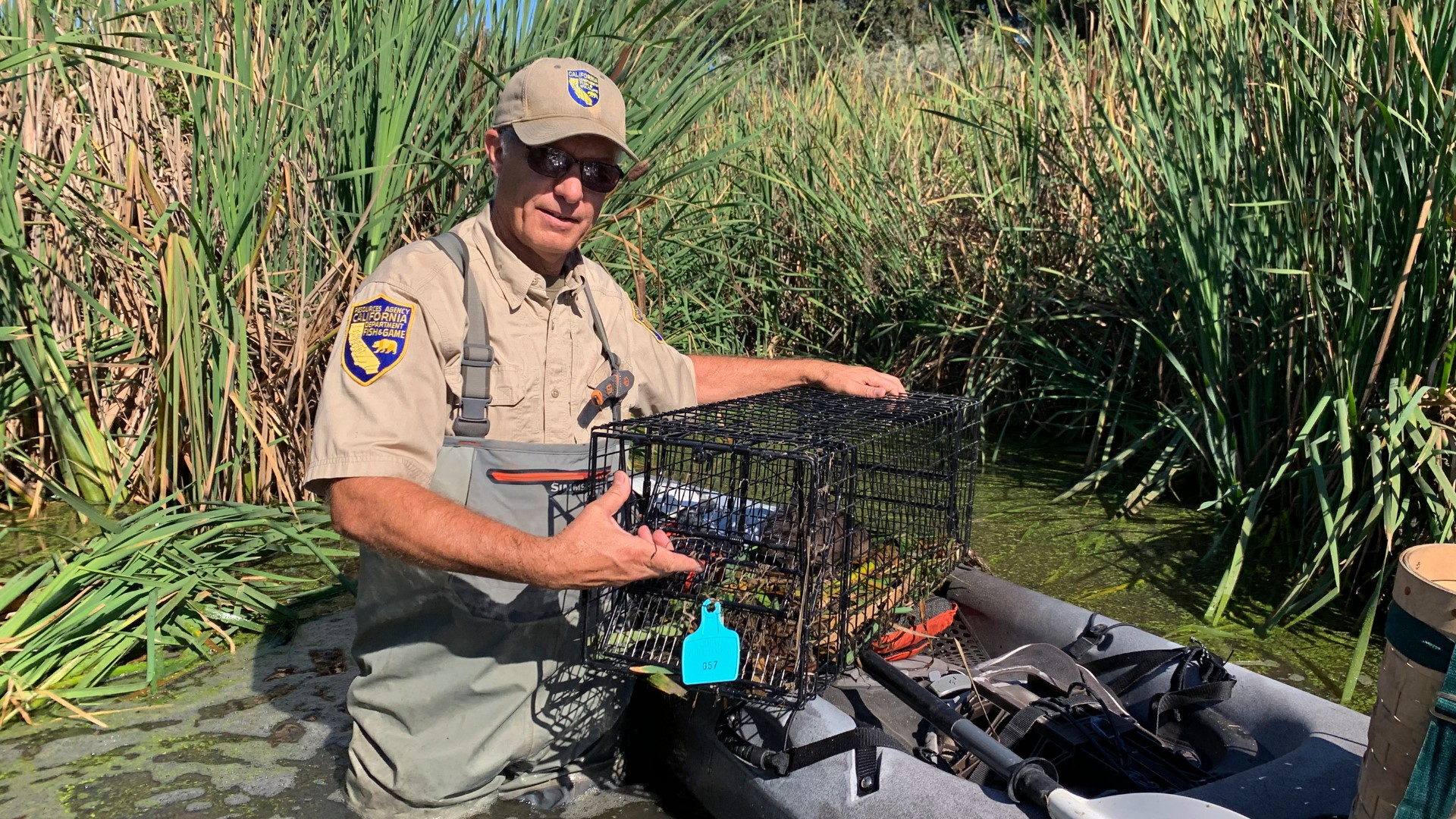 Nutria are invading California's farm region | wwltv.com