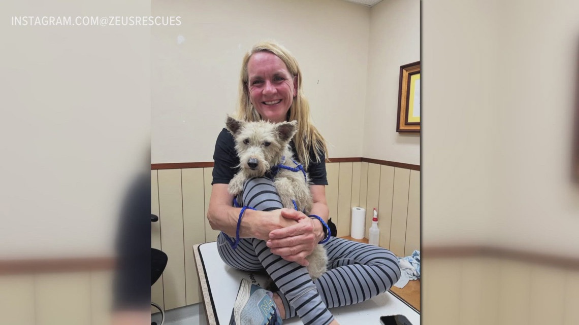Elusive dog Scrim back in custody | wwltv.com