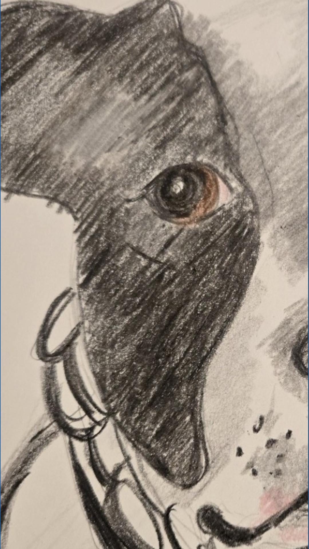Elmwood animal shelter raises thousands with 'Poorly Drawn Pet ...